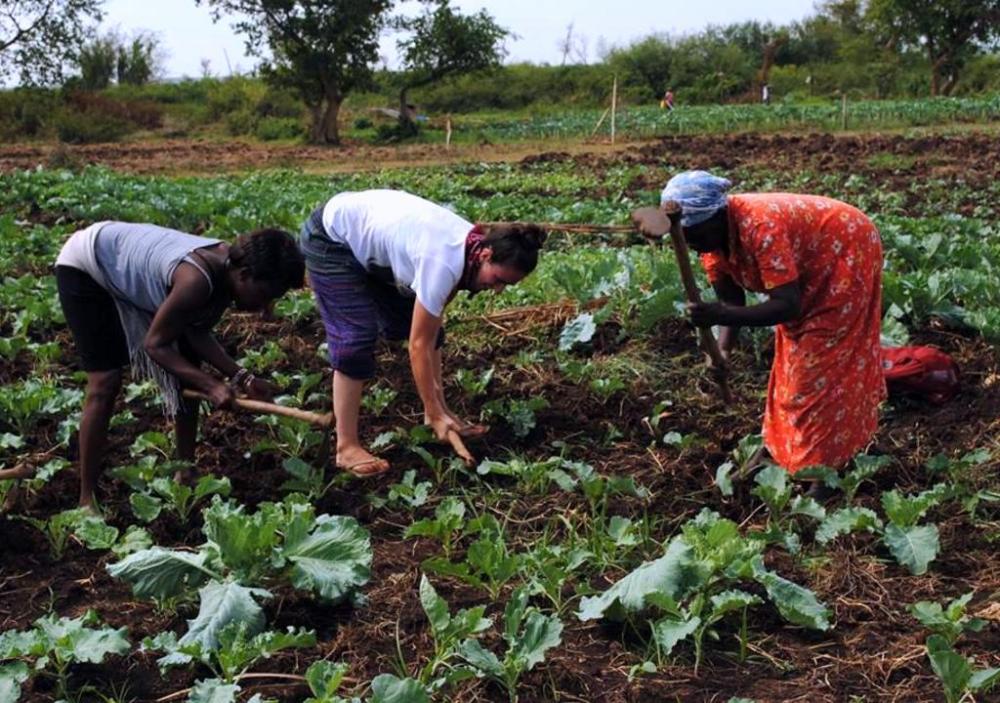 5 Things to do on an all vegan trip to Kenya | Zuru Kenya